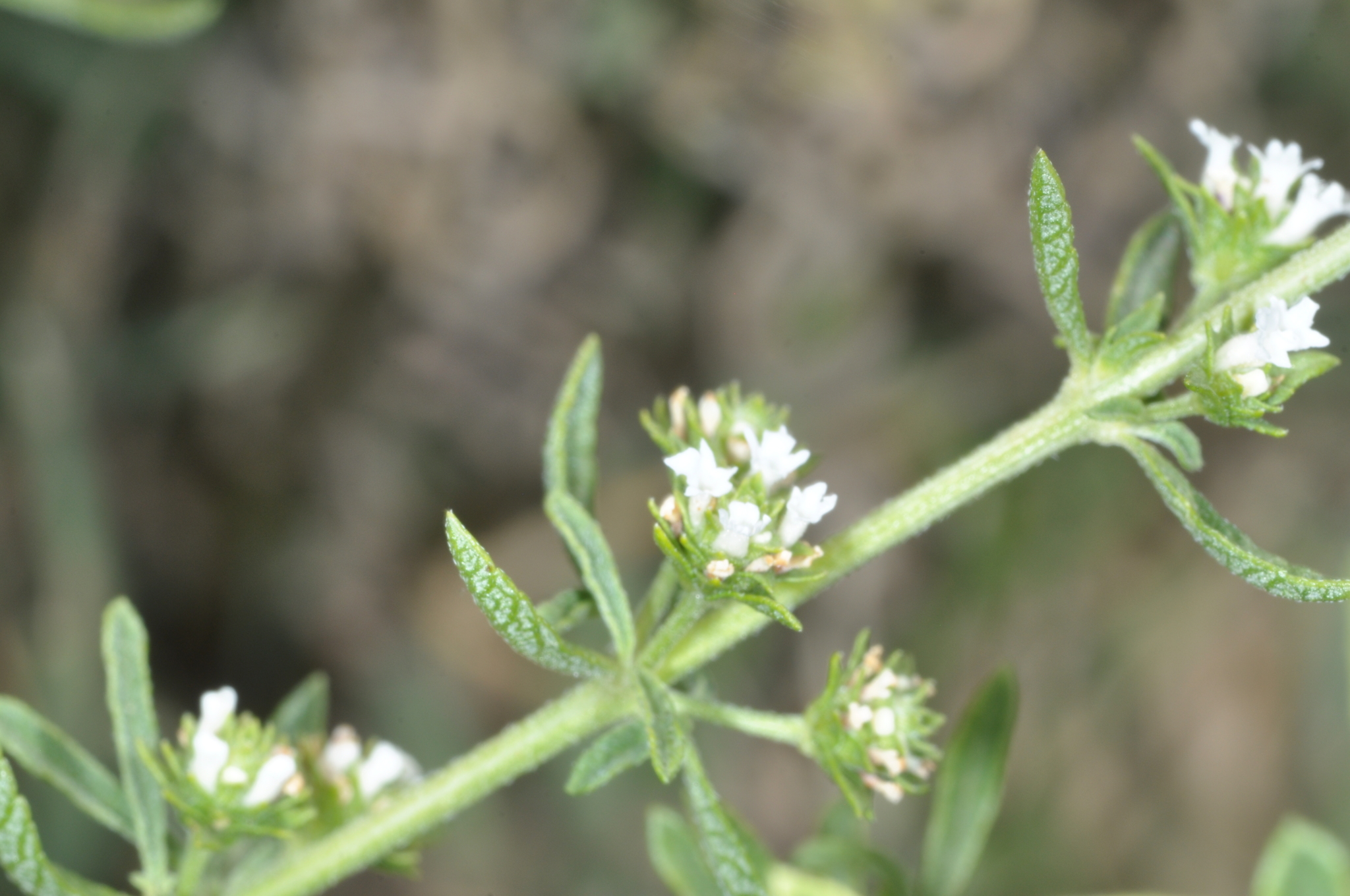 Lippia turbinata Griseb.