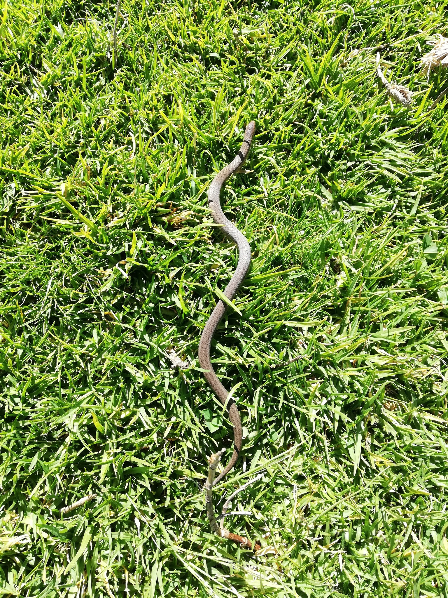 Conopsis biserialis (Taylor & Smith, 1942)