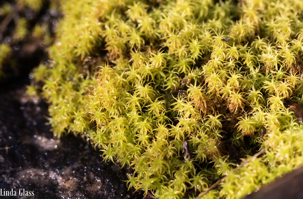 Rusty Beard-moss from Newton County, AR, USA on February 3, 2021 at 05: ...
