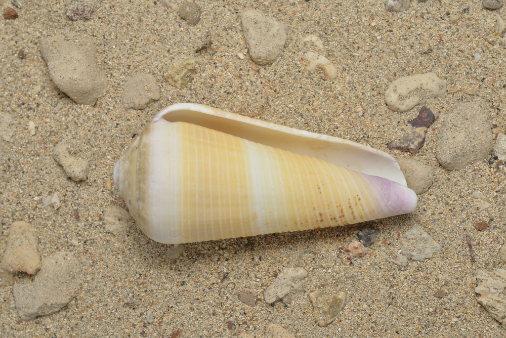 terebra cone from Thio, Nouvelle-Calédonie on December 19, 2021 at 11: ...