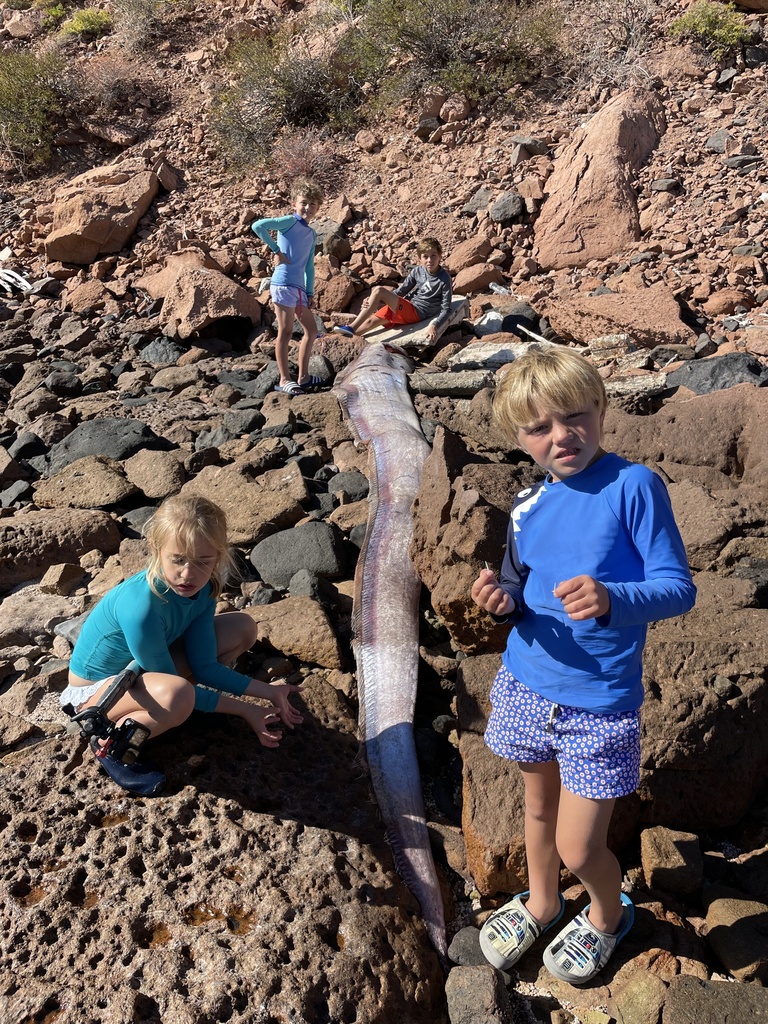 Russell's Oarfish from Isla Espíritu Santo, BCS, MX on January 2, 2022 ...