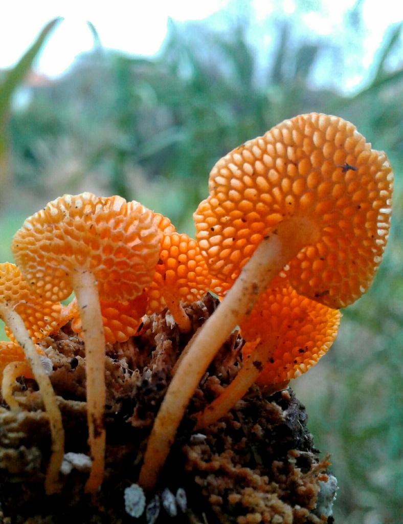 Favolaschia calocera (Mushrooms of Kenya) · iNaturalist