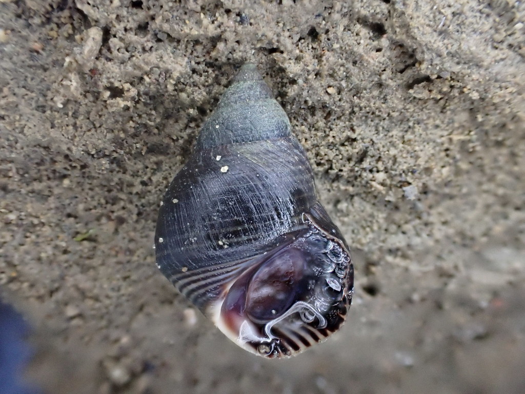 Brown Periwinkle (Intertidal and Coastal Species of the East Coast Bays ...