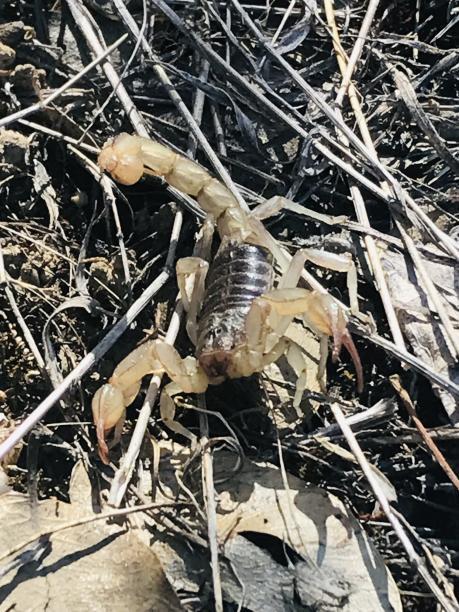 California common scorpion from Oroville East, CA 95966, USA on June 06 ...