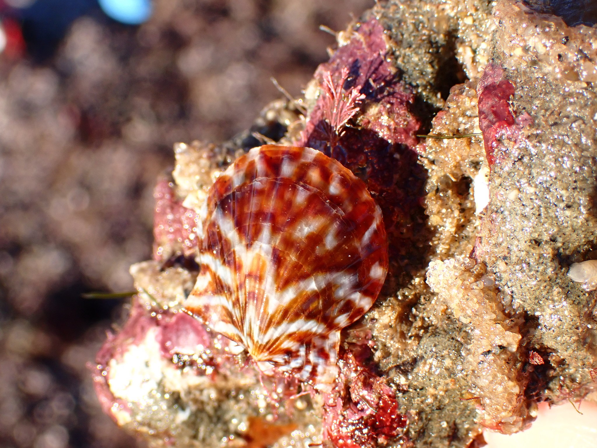 Leptopecten latiauratus (Conrad, 1837)