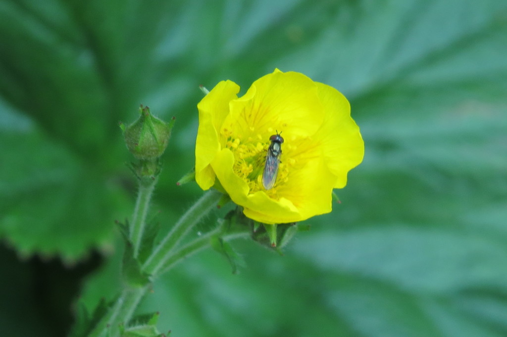 Sedgesitters in July 2021 by Adrianna Nelson. On Geum radiatum ...