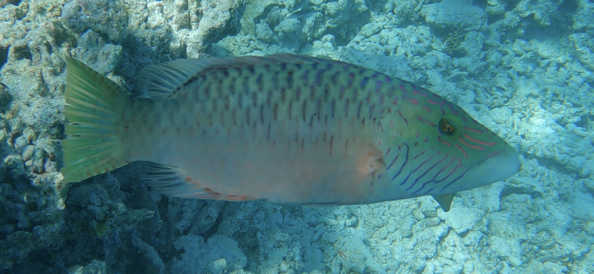 Oxycheilinus digramma (Lacepède, 1801)