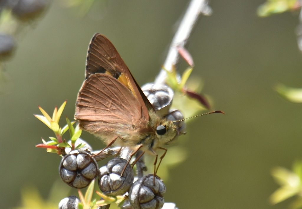 Flame Sedge-skipper from Carlisle River VIC 3239, Australia on January ...