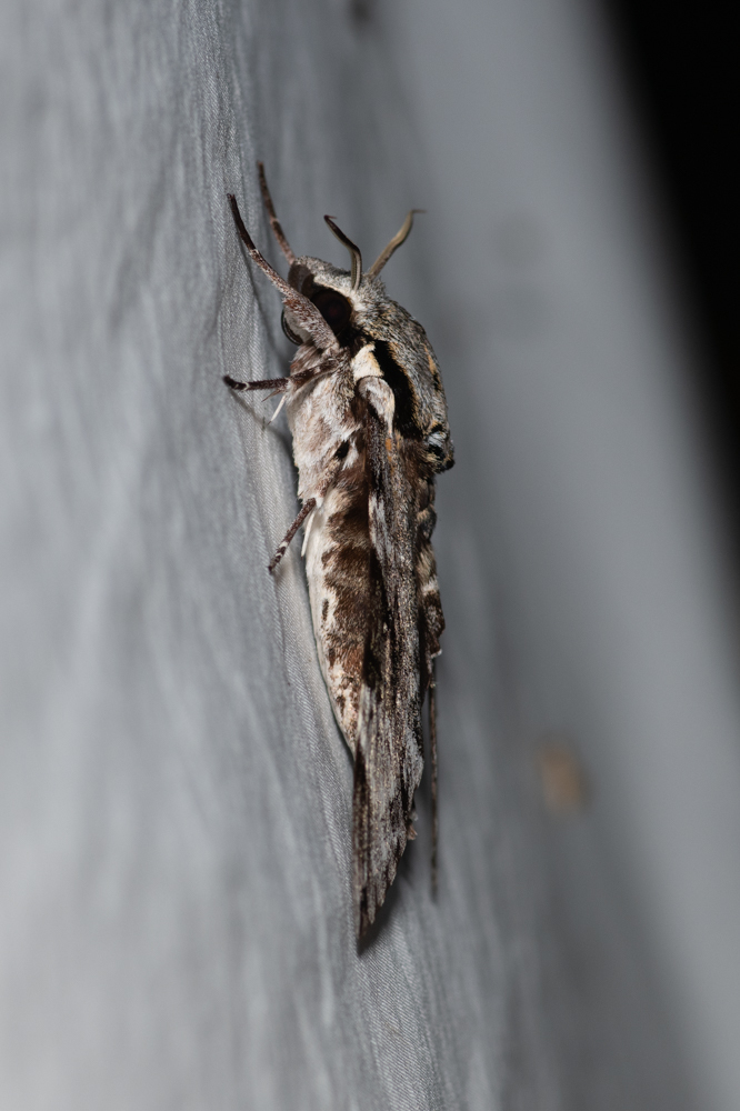 Psilogramma menephron Cramer, 1780