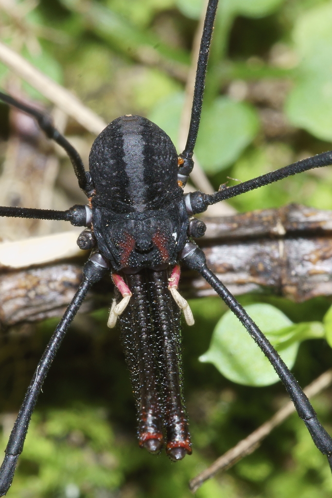 Forsteropsalis inconstans from Craigs Flat, Upper Hutt, Neuseeland on ...