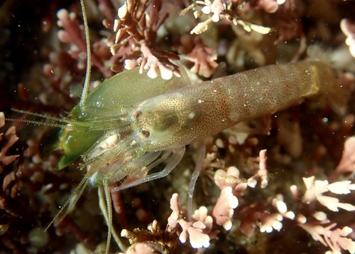 Camaron chasqueador (Synalpheus lockingtoni)