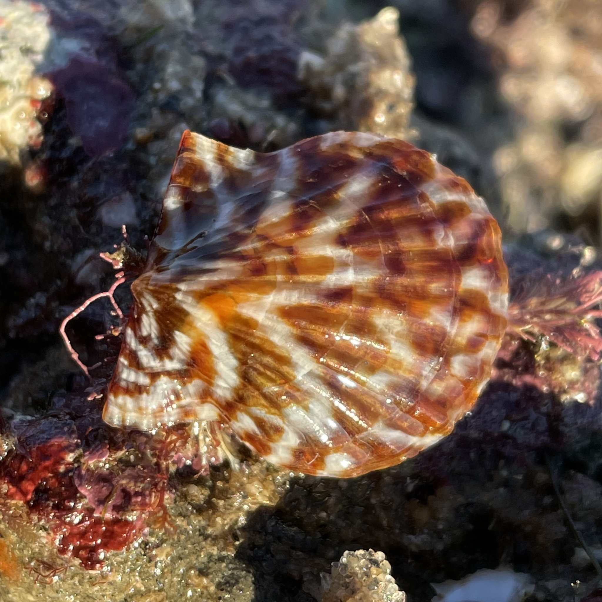 Leptopecten latiauratus (Conrad, 1837)