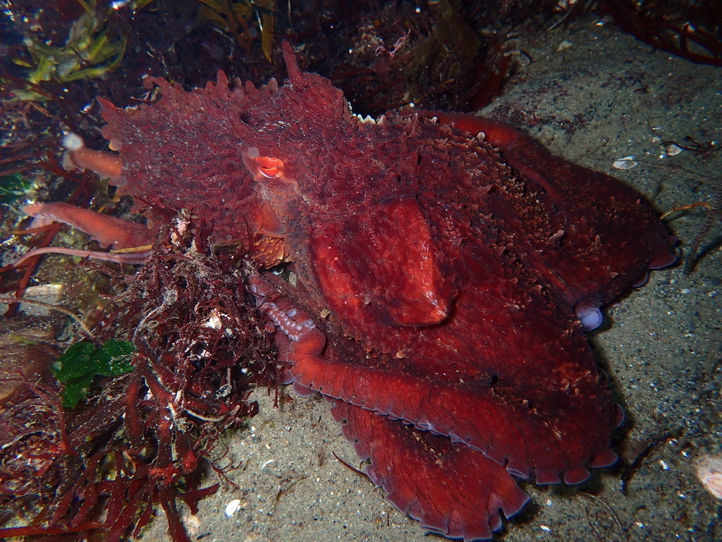 Giant Pacific Octopus from Nanaimo, BC, Canada on December 9, 2021 at ...