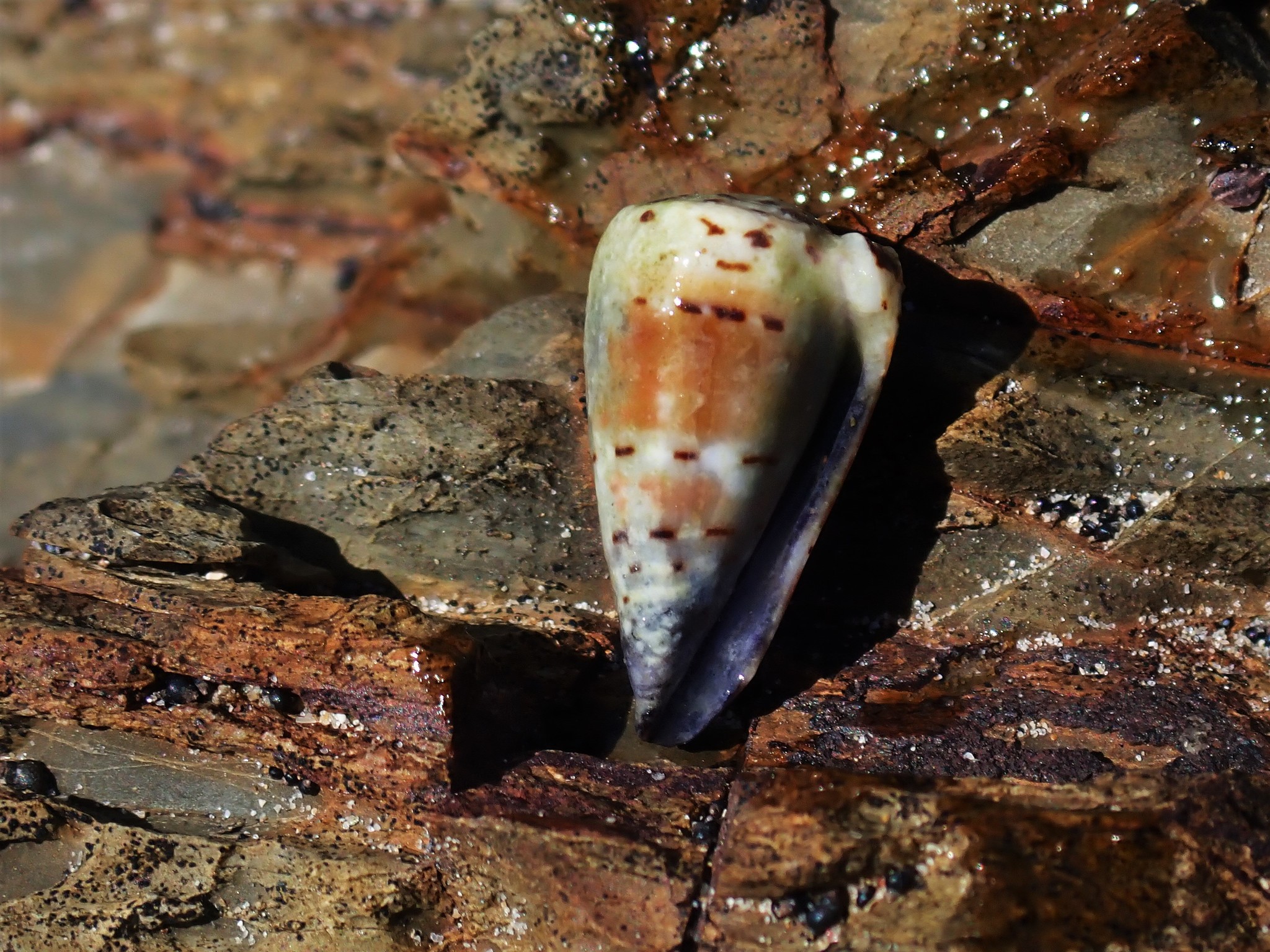 Conus musicus Hwass, 1792