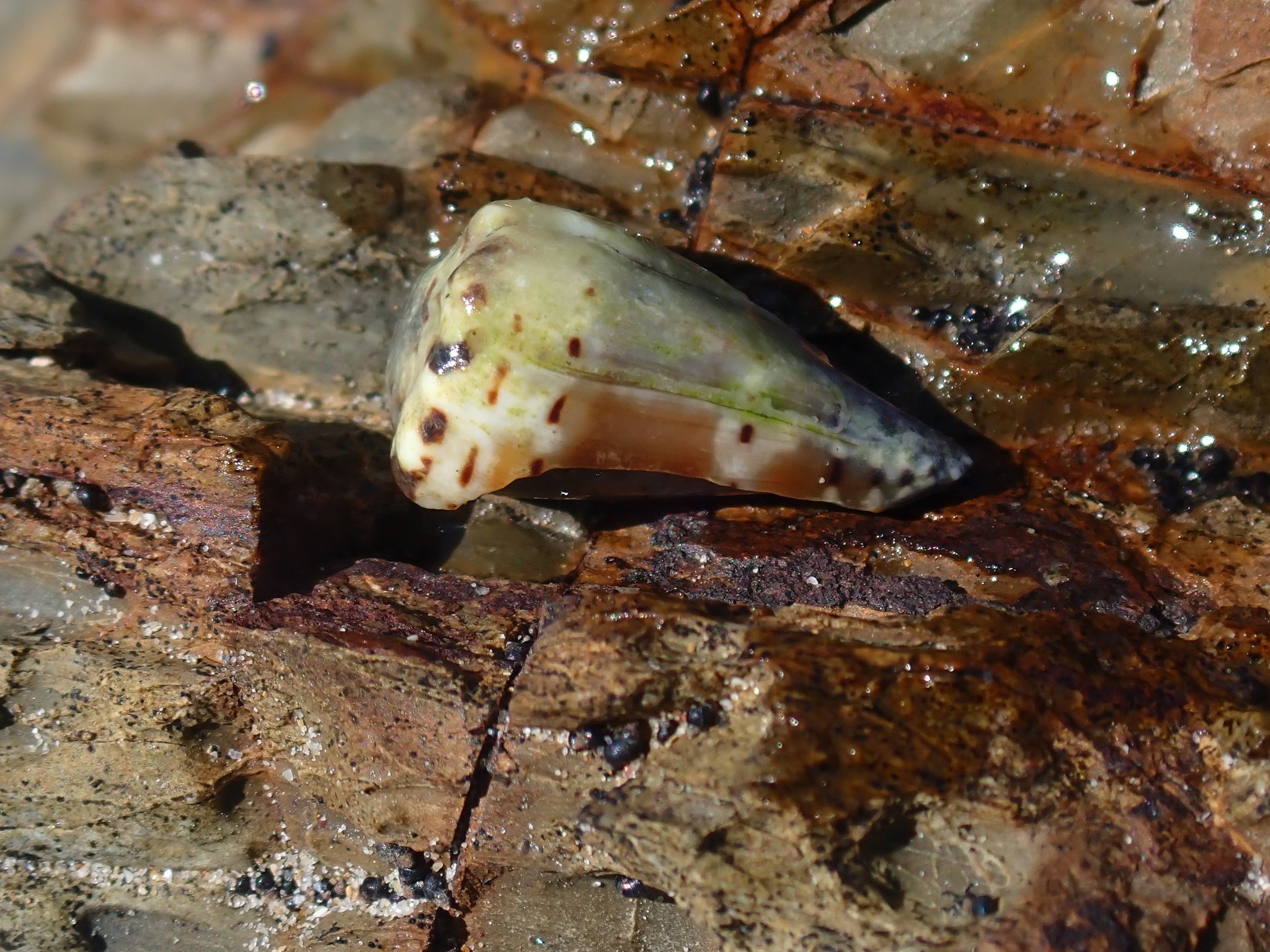 Conus musicus Hwass, 1792