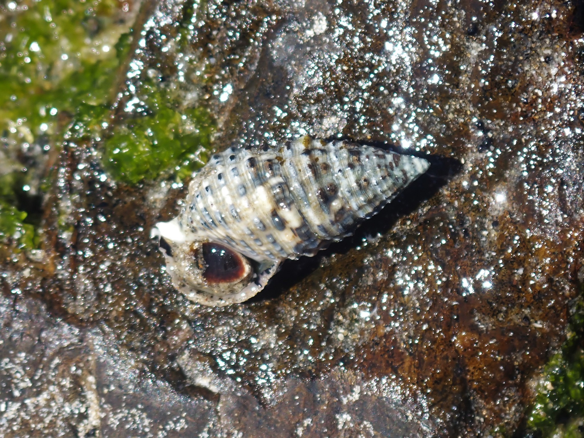 Clypeomorus Jousseaume, 1888