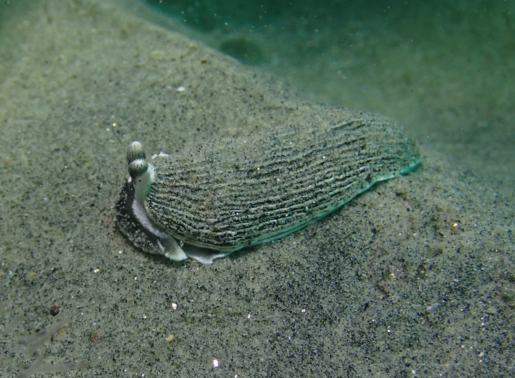 Armina californica (J.G.Cooper, 1863)