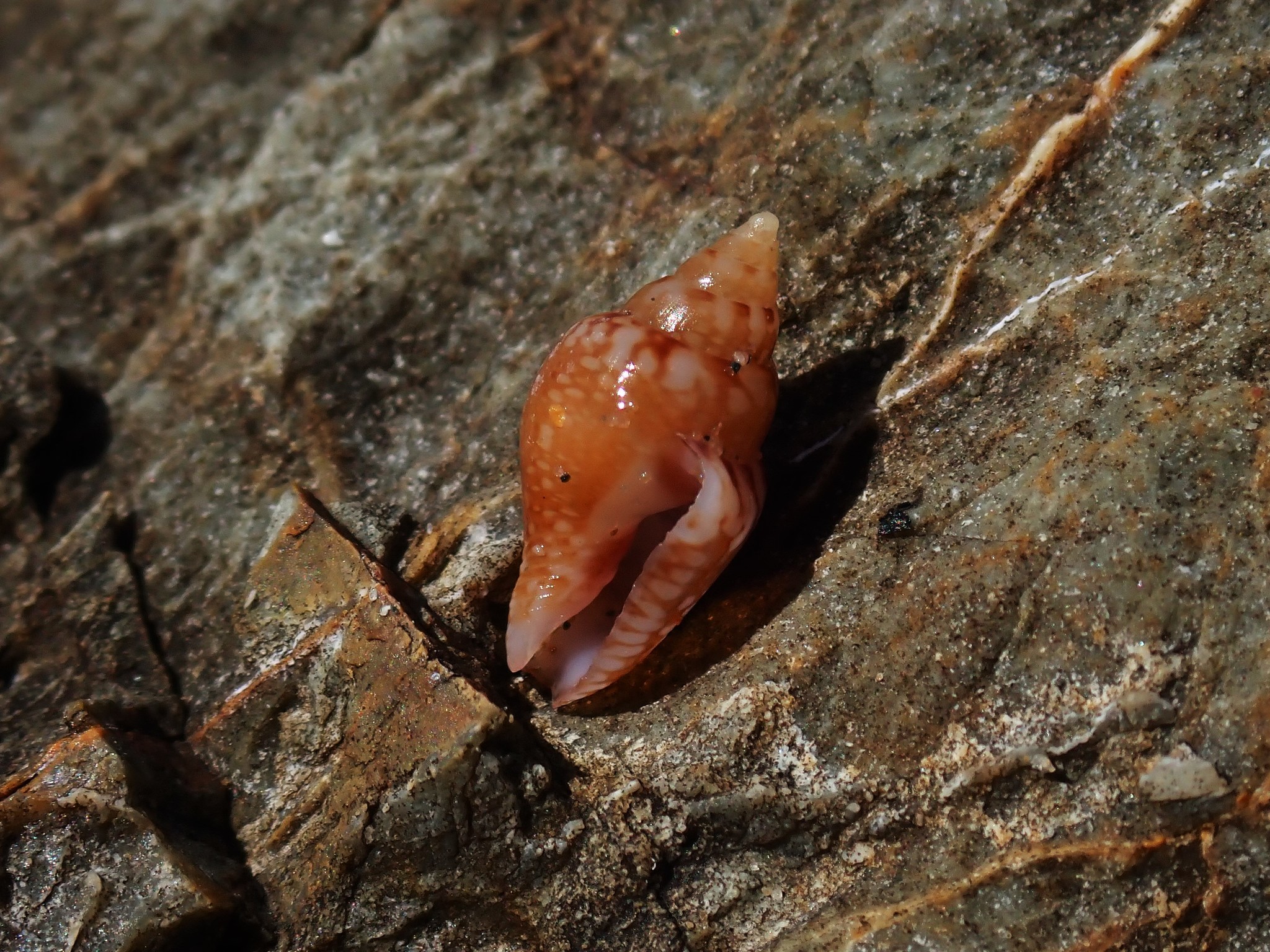 Euplica scripta (Lamarck, 1822)