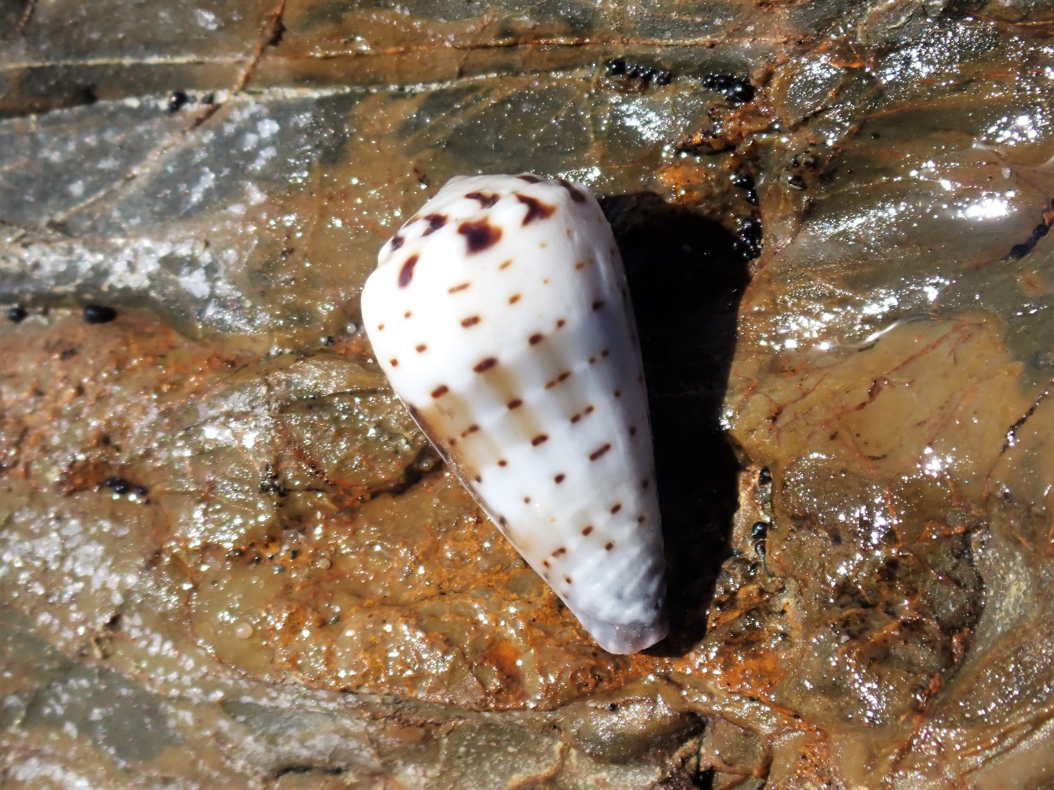 Conus musicus Hwass, 1792
