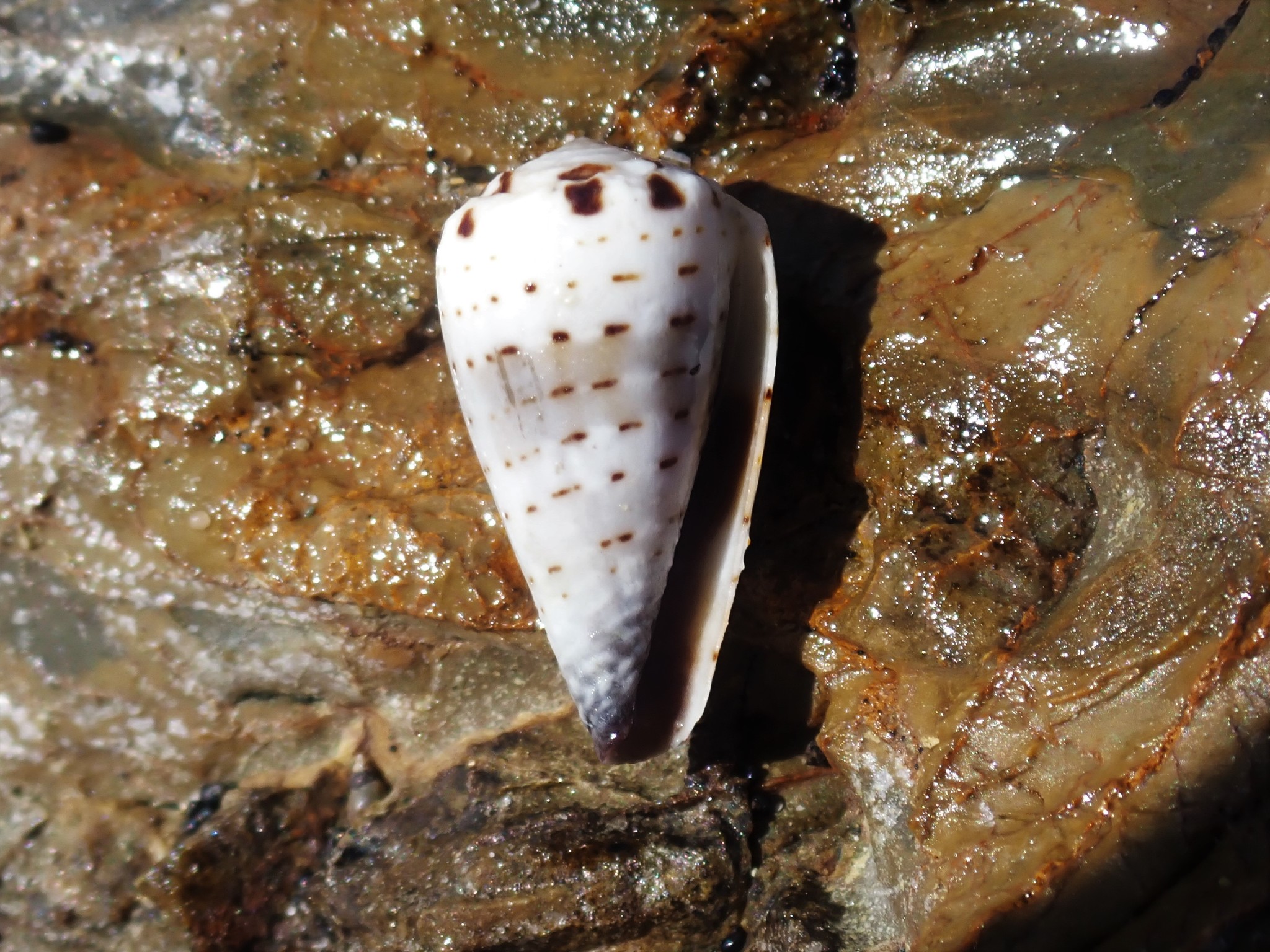 Conus musicus Hwass, 1792