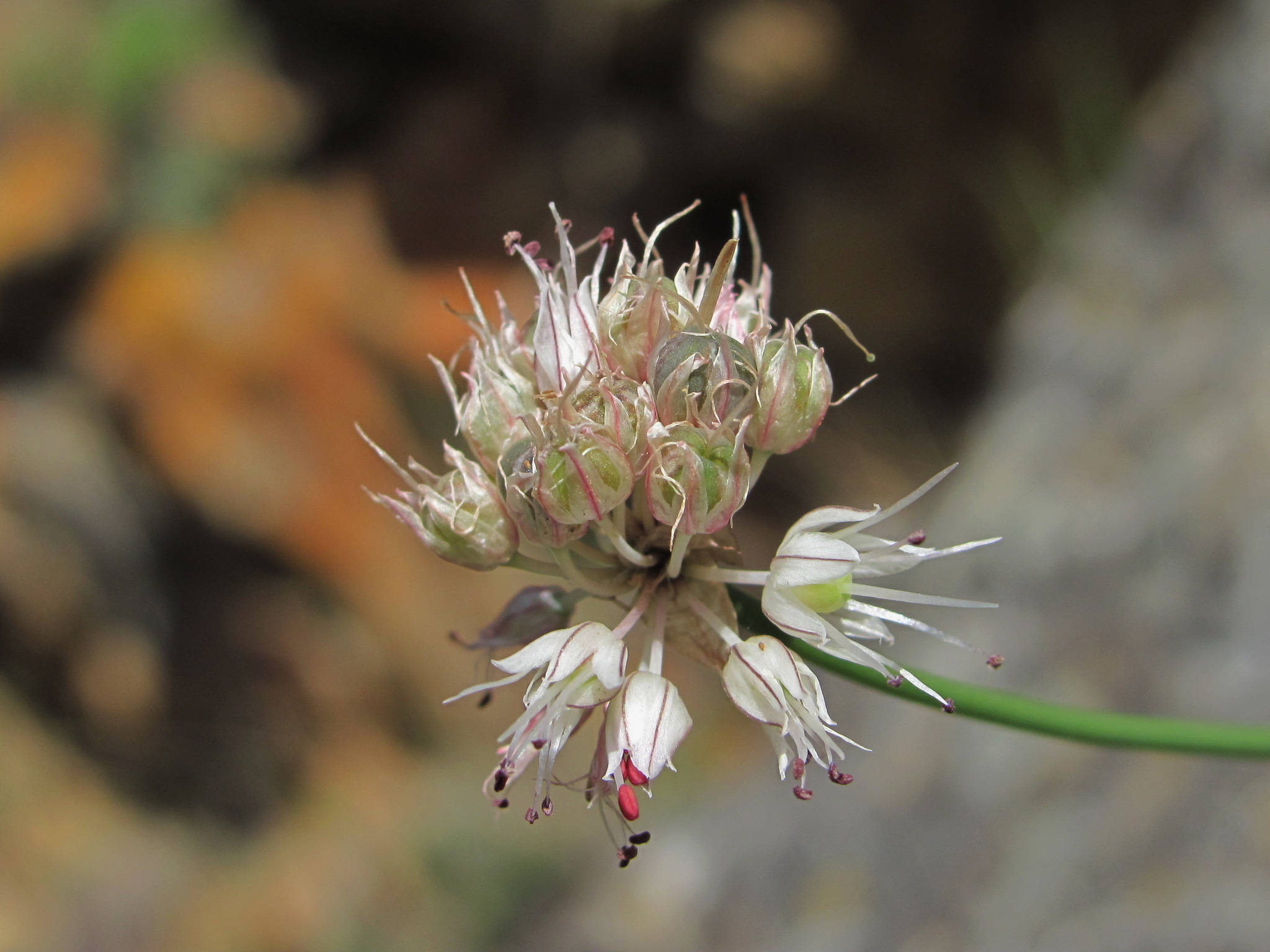 Allium saxatile M.Bieb.