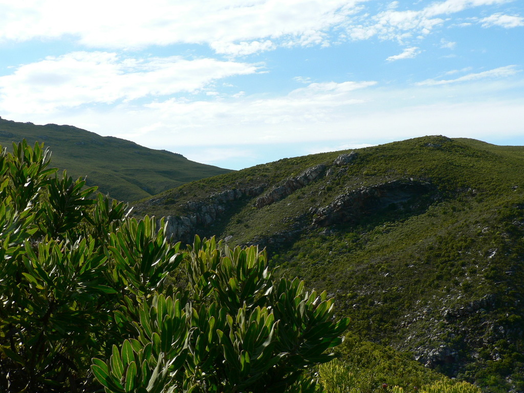 Oleander-leaf Protea from Potberg, De Hoop Nature Reserve on April 3 ...