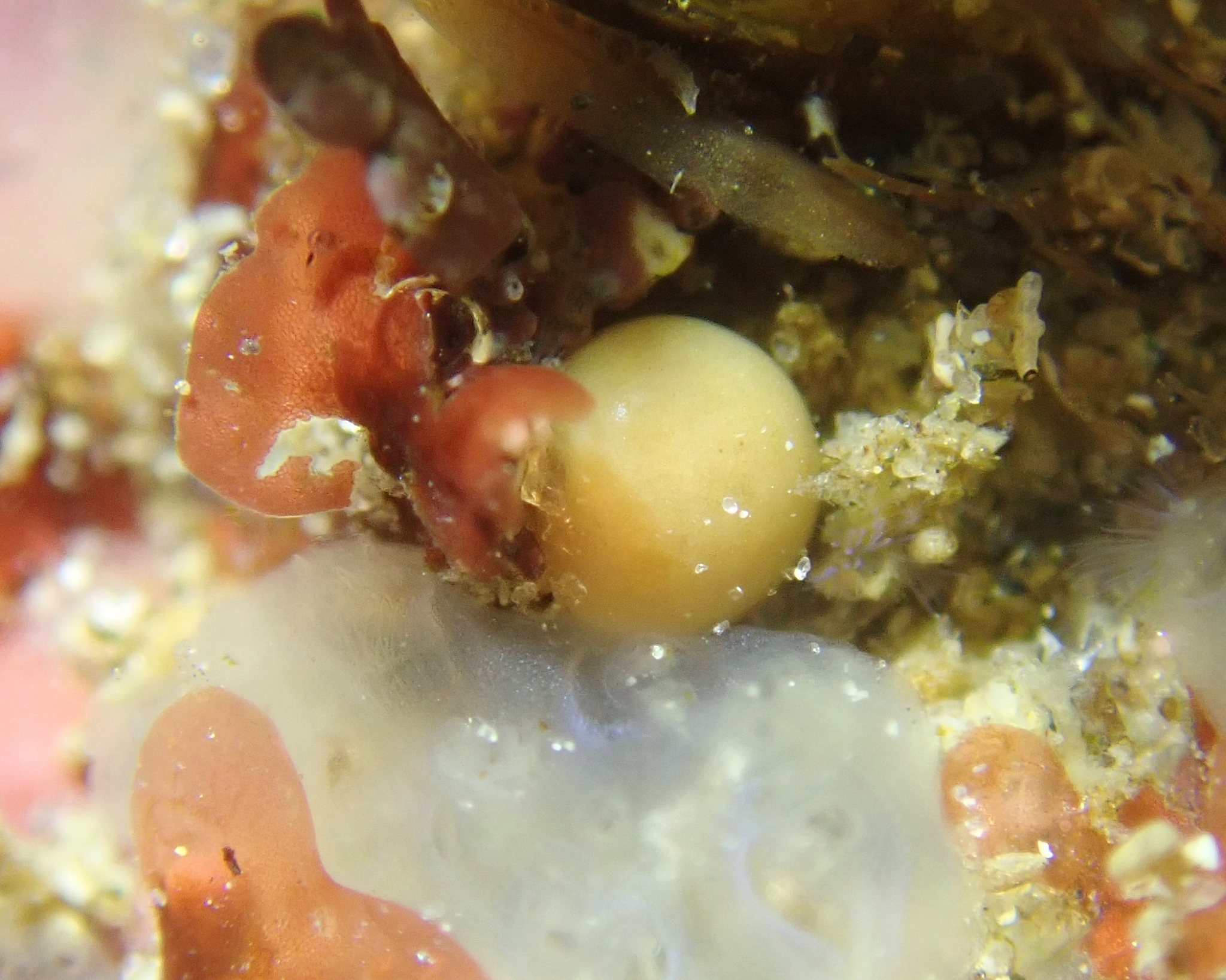 Gromia Dujardin, 1835