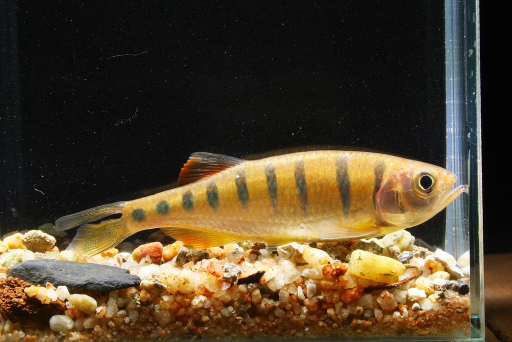 Opsarius pulchellus from Mae Chedi Mai, Wiang Pa Pao District, Chiang ...