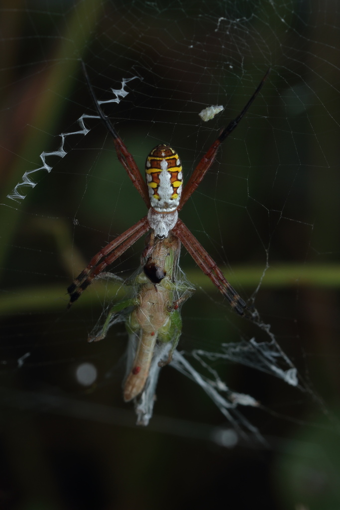 Grass Cross Spider from Jokatte, Karnataka 575030, India on January 1 ...