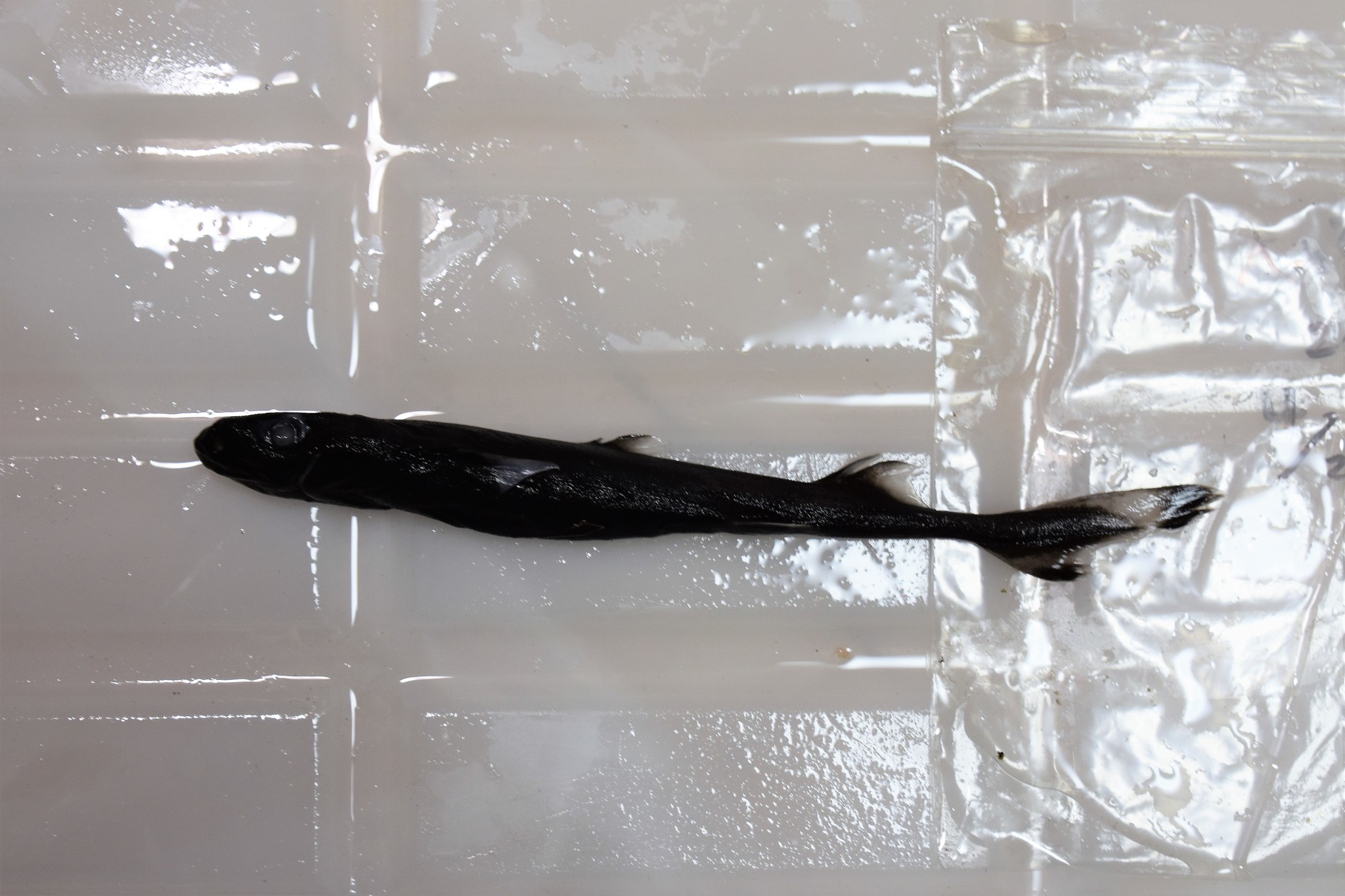 Etmopterus lucifer Jordan & Snyder, 1902