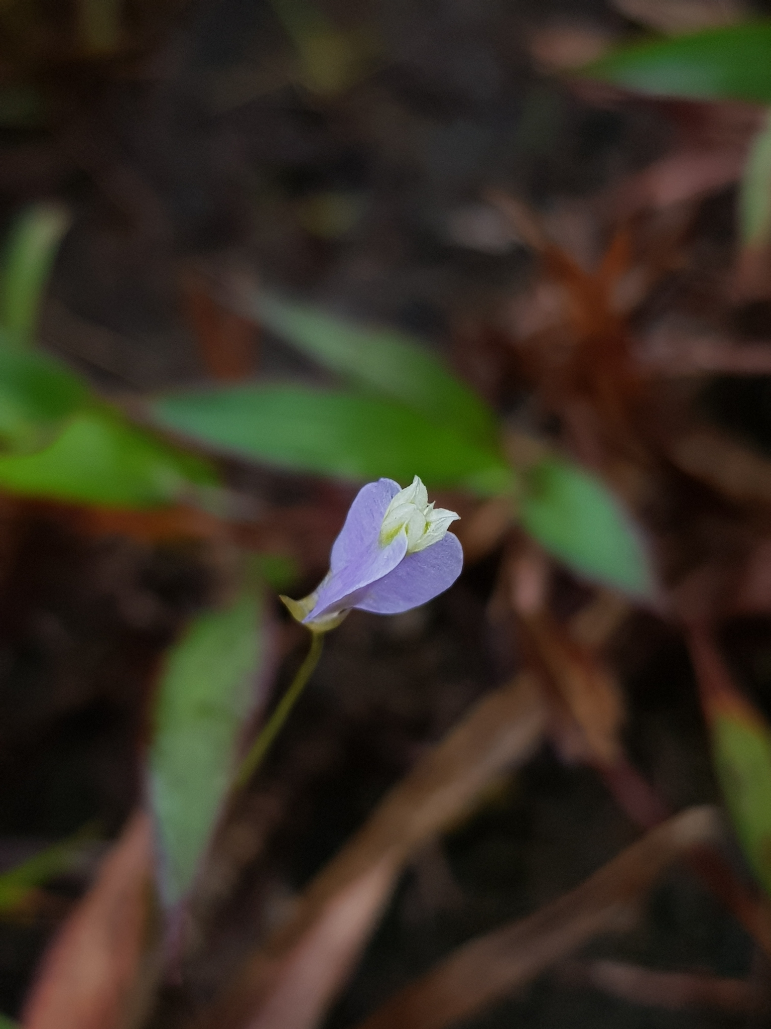 Burmannia coelestis D.Don