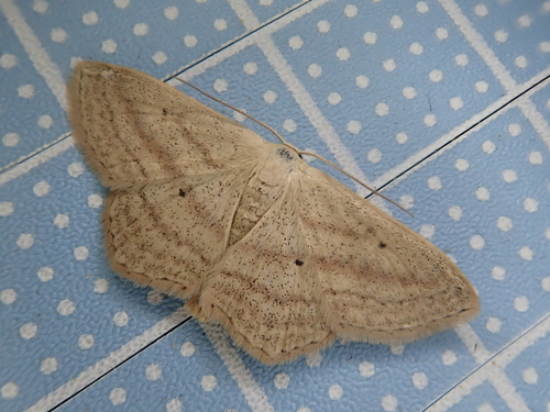 Scopula hanna · NaturaLista Colombia