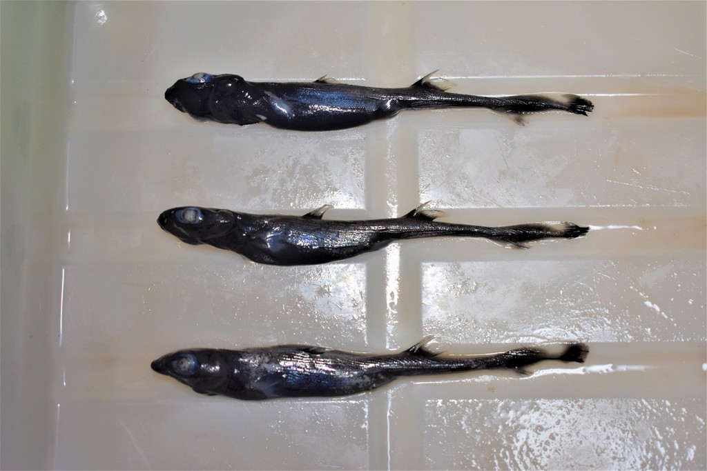 Short-tail Lanternshark (Etmopterus brachyurus) - Marine Life ...