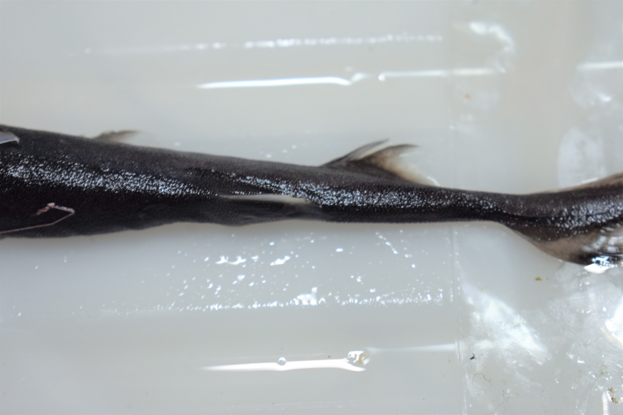 Etmopterus lucifer Jordan & Snyder, 1902