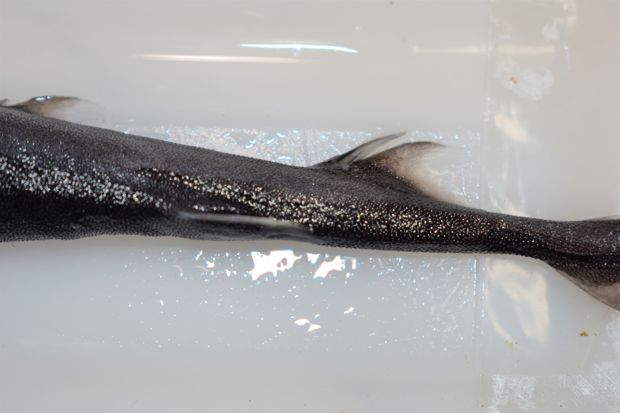 Etmopterus lucifer Jordan & Snyder, 1902