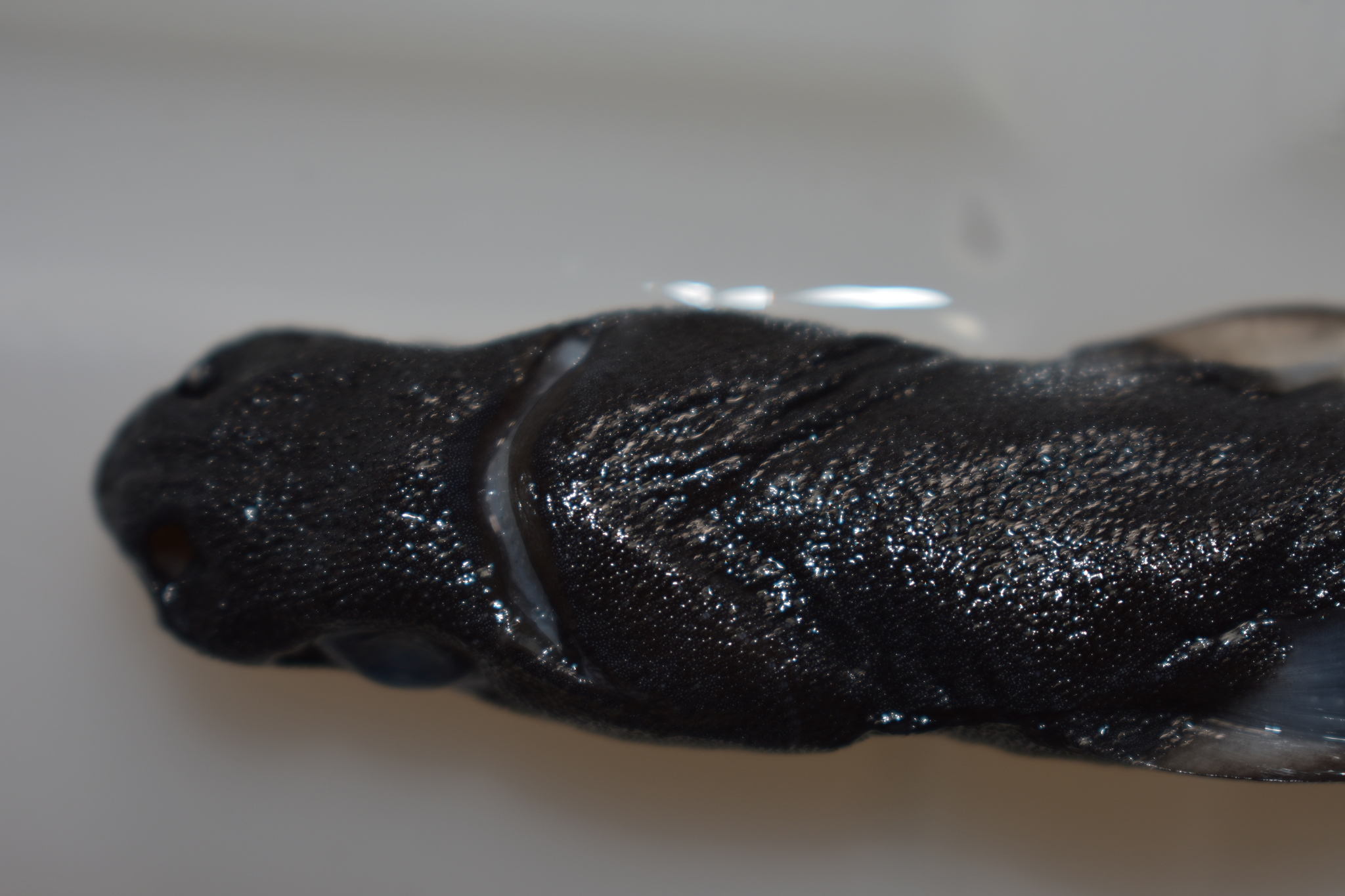 Etmopterus lucifer Jordan & Snyder, 1902