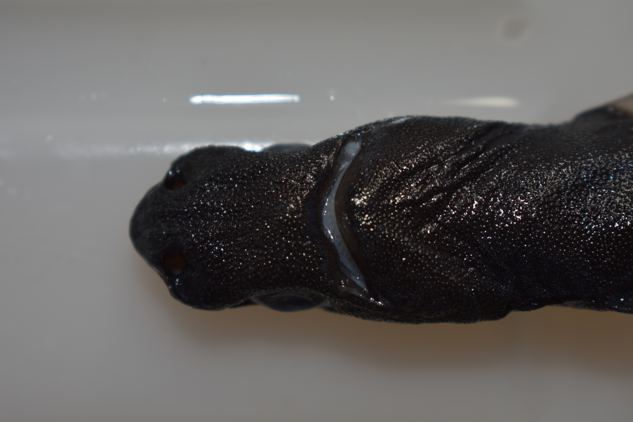 Etmopterus lucifer Jordan & Snyder, 1902