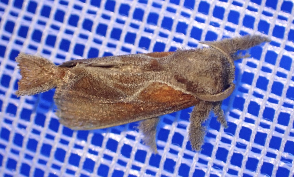 Old World Goat Moths from Kakum National Park, Central, GH on December ...