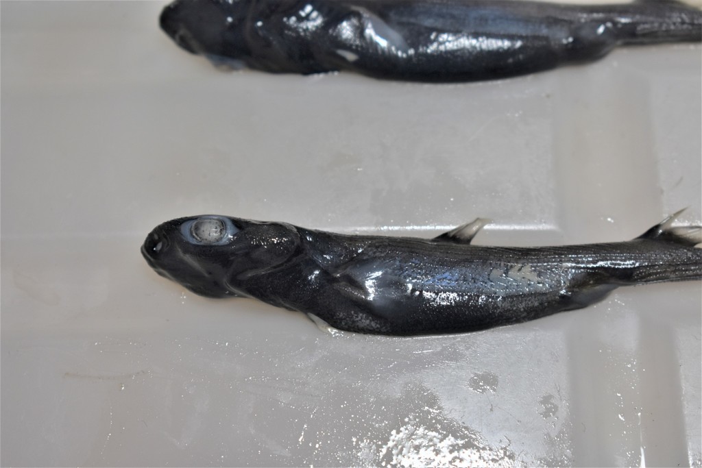Short-tail Lanternshark (Etmopterus brachyurus) - Marine Life ...