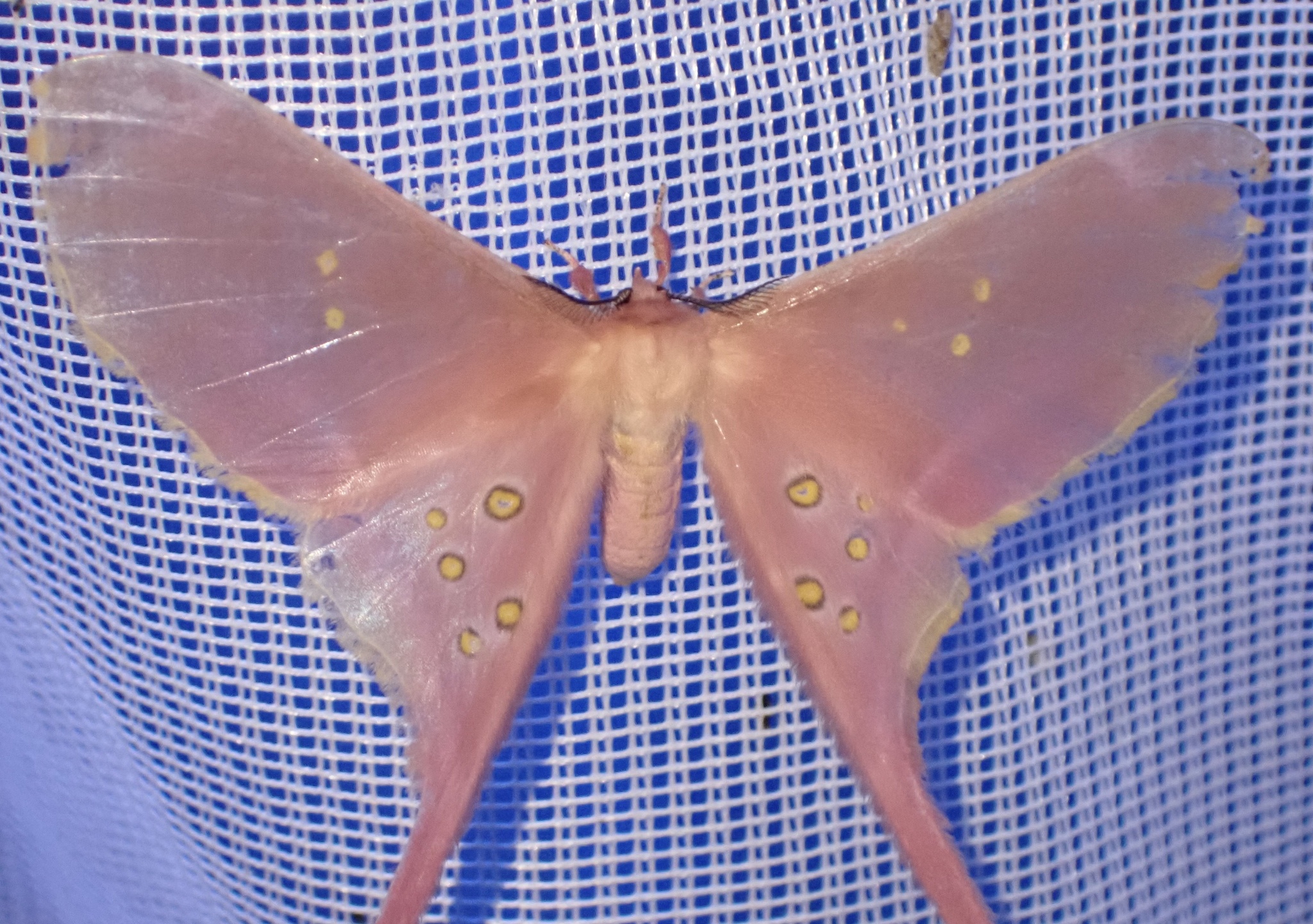 Eudaemonia argus Fabricius, 1781