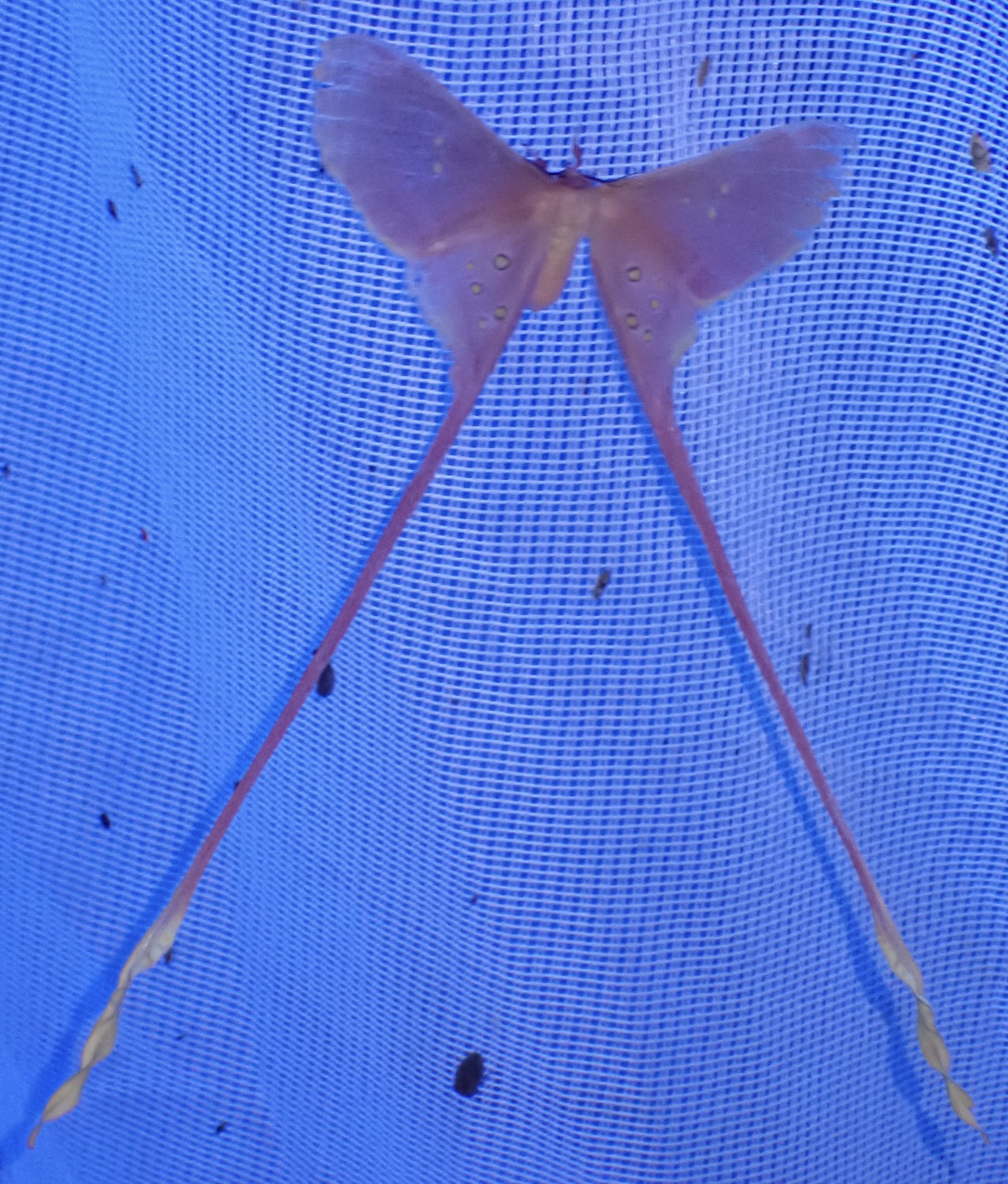 Eudaemonia argus Fabricius, 1781