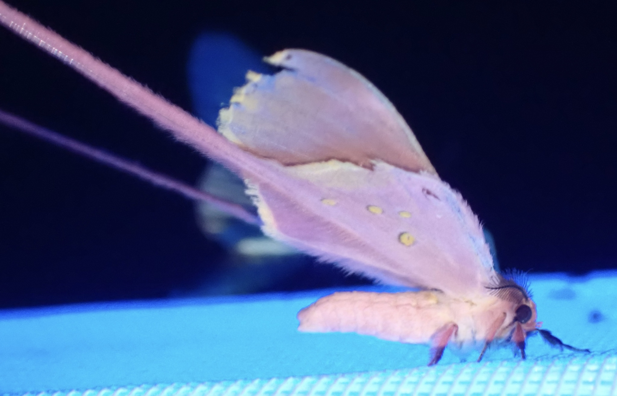 Eudaemonia argus Fabricius, 1781