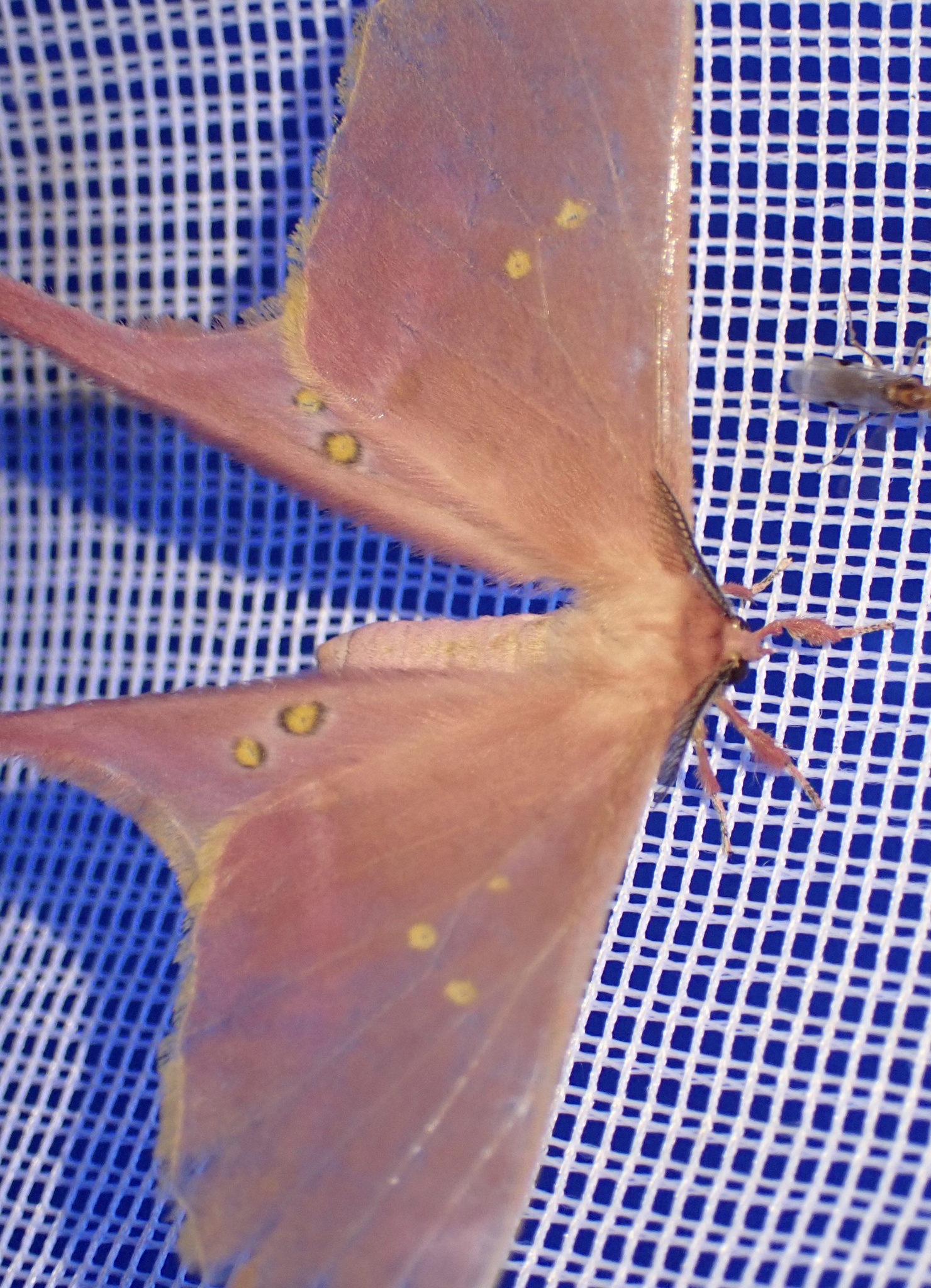 Eudaemonia argus Fabricius, 1781