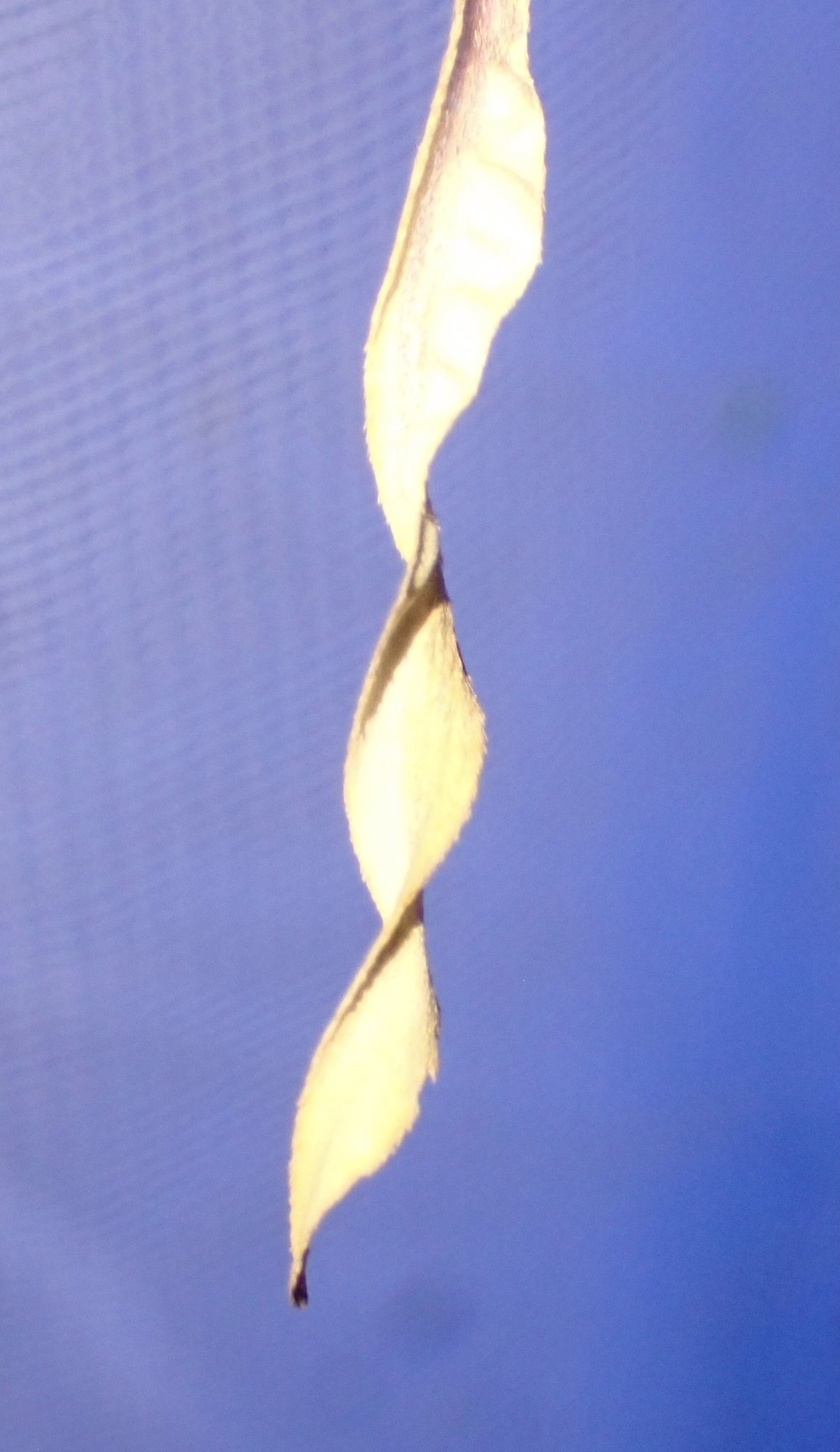 Eudaemonia argus Fabricius, 1781