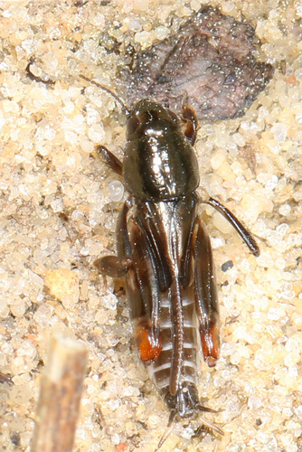 (Neotridactylus)