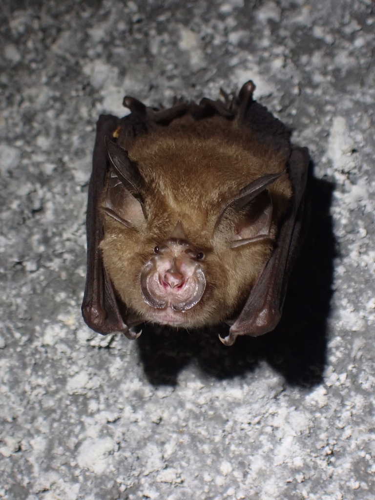 Intermediate Horseshoe Bat in January 2022 by Tse Chung Yi · iNaturalist