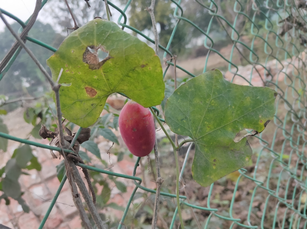 Ivy gourd from Rau Pusa, Bihar 848125, India on January 03, 2022 at 11: ...
