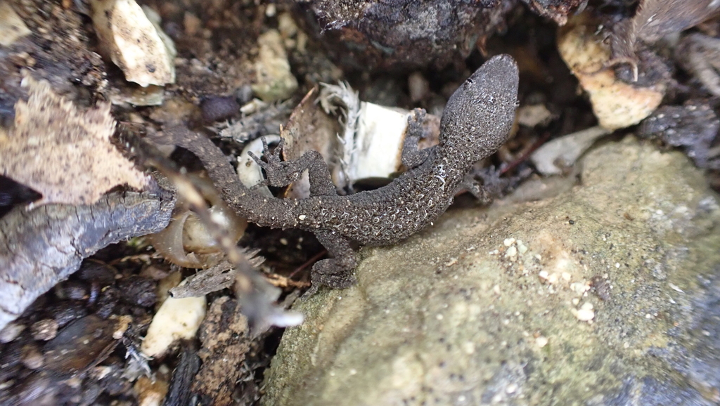 Eastern Mediterranean Thin-toed Gecko from North Aegean Region, Grèce ...
