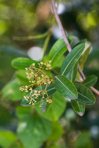 Monkey Rope (East Head and NSRI ) · iNaturalist