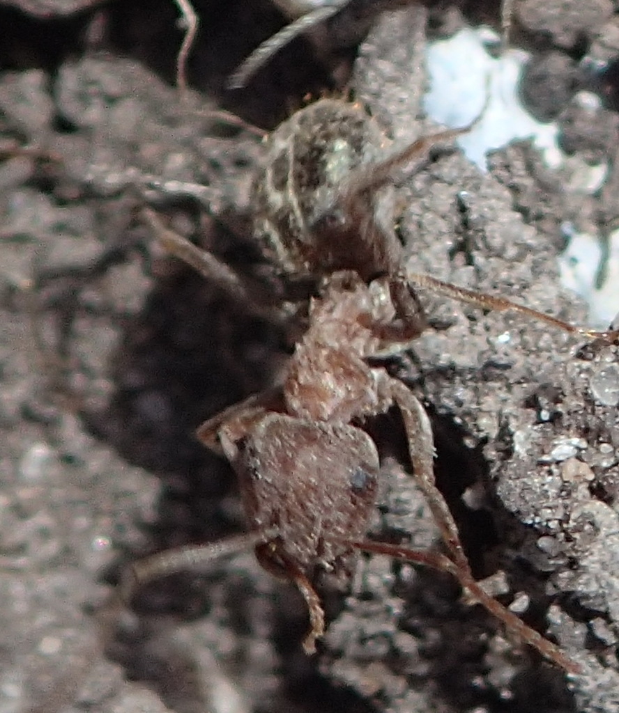 Large Pugnacious Ant from Robberg Hiking Trail, South Cape DC, South ...